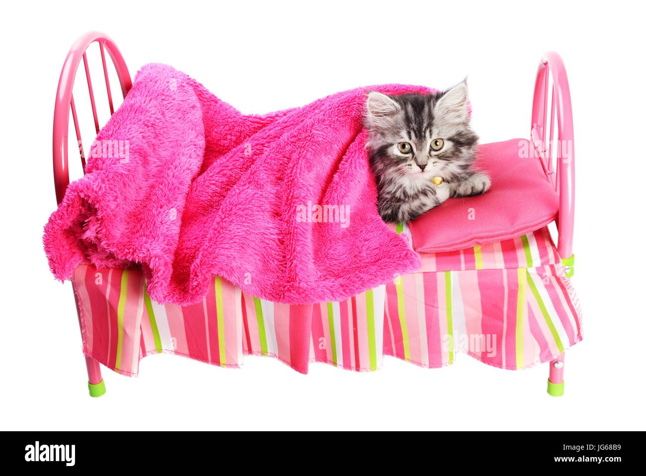 Cute little cat laying Cut Out Stock Images & Pictures - Alamy