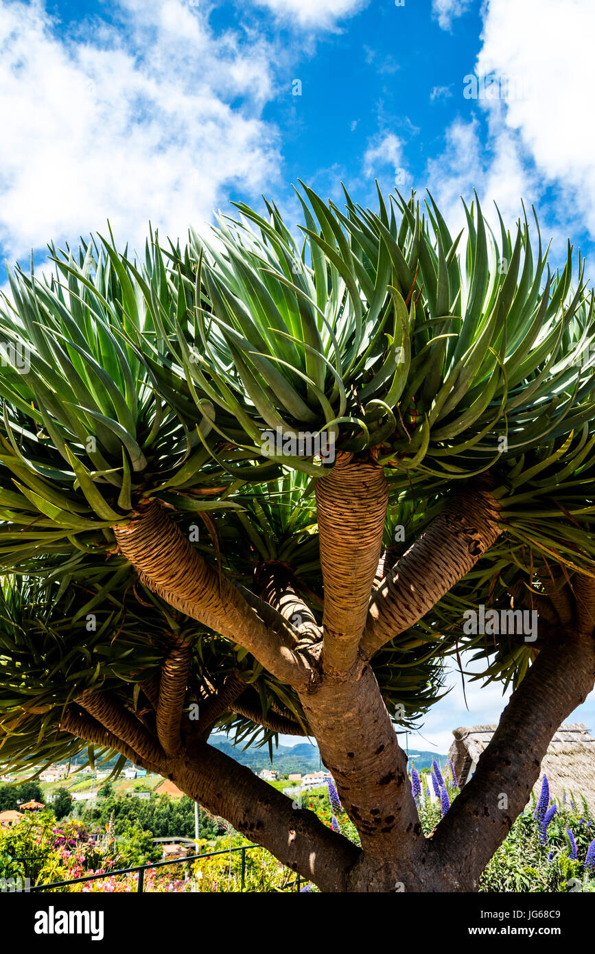 Santana in Madeira is a beautiful village on the north coast. is known ...