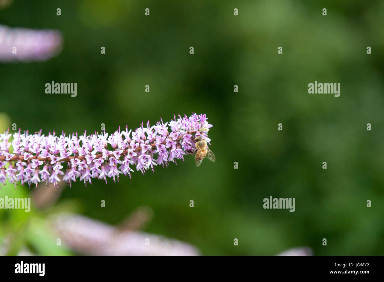 A bee on a buddleia flower Stock Photo - Alamy