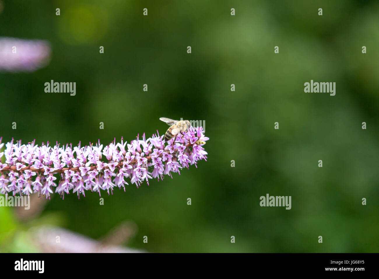 A bee on a buddleia flower Stock Photo - Alamy