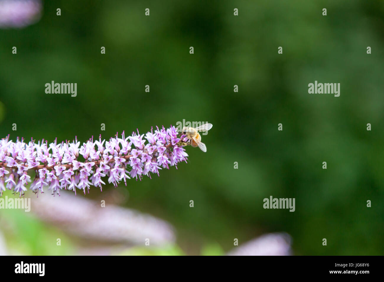 Buddleia bush uk garden hi-res stock photography and images - Alamy