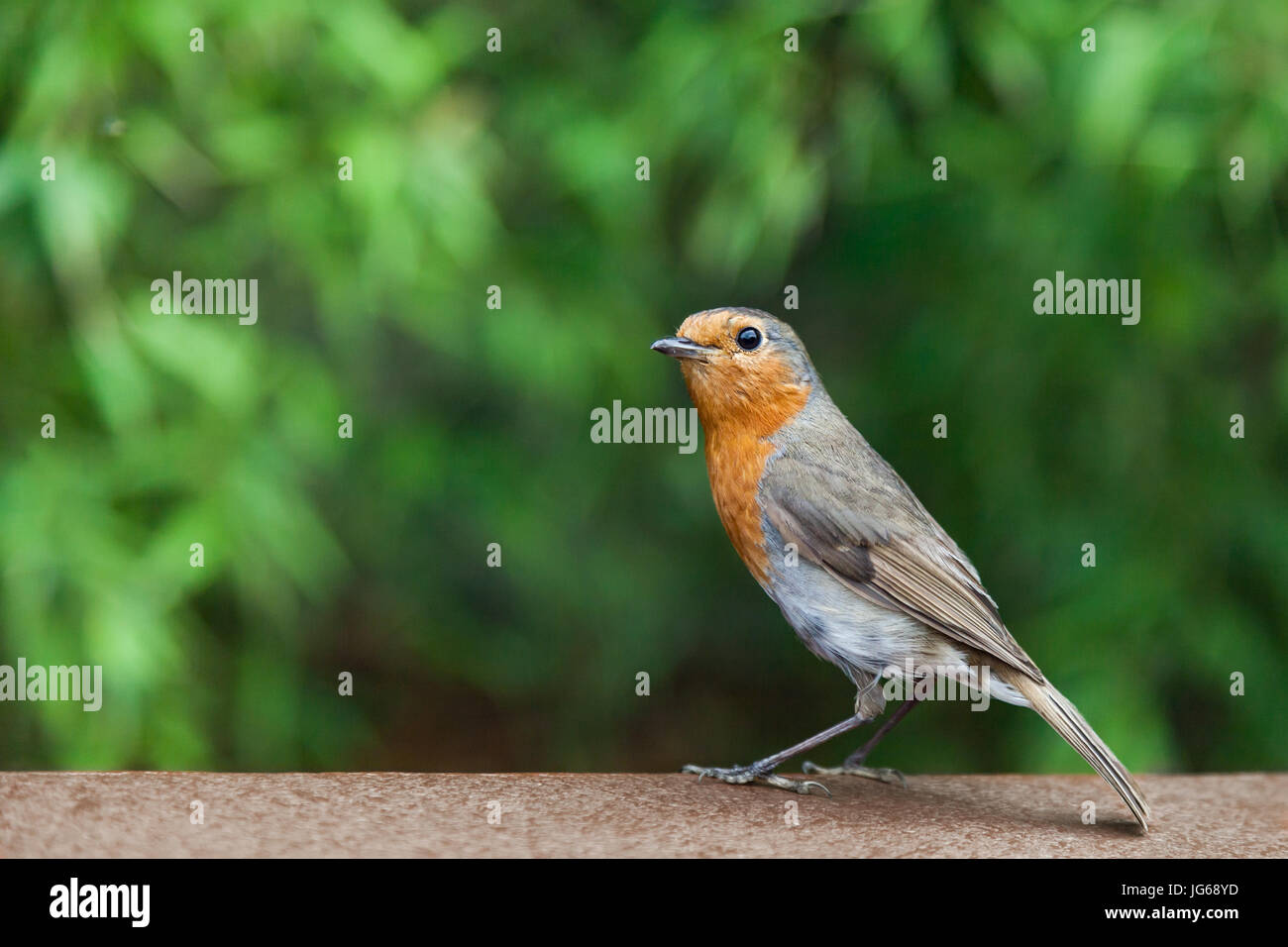 Little bird on table hi-res stock photography and images - Alamy