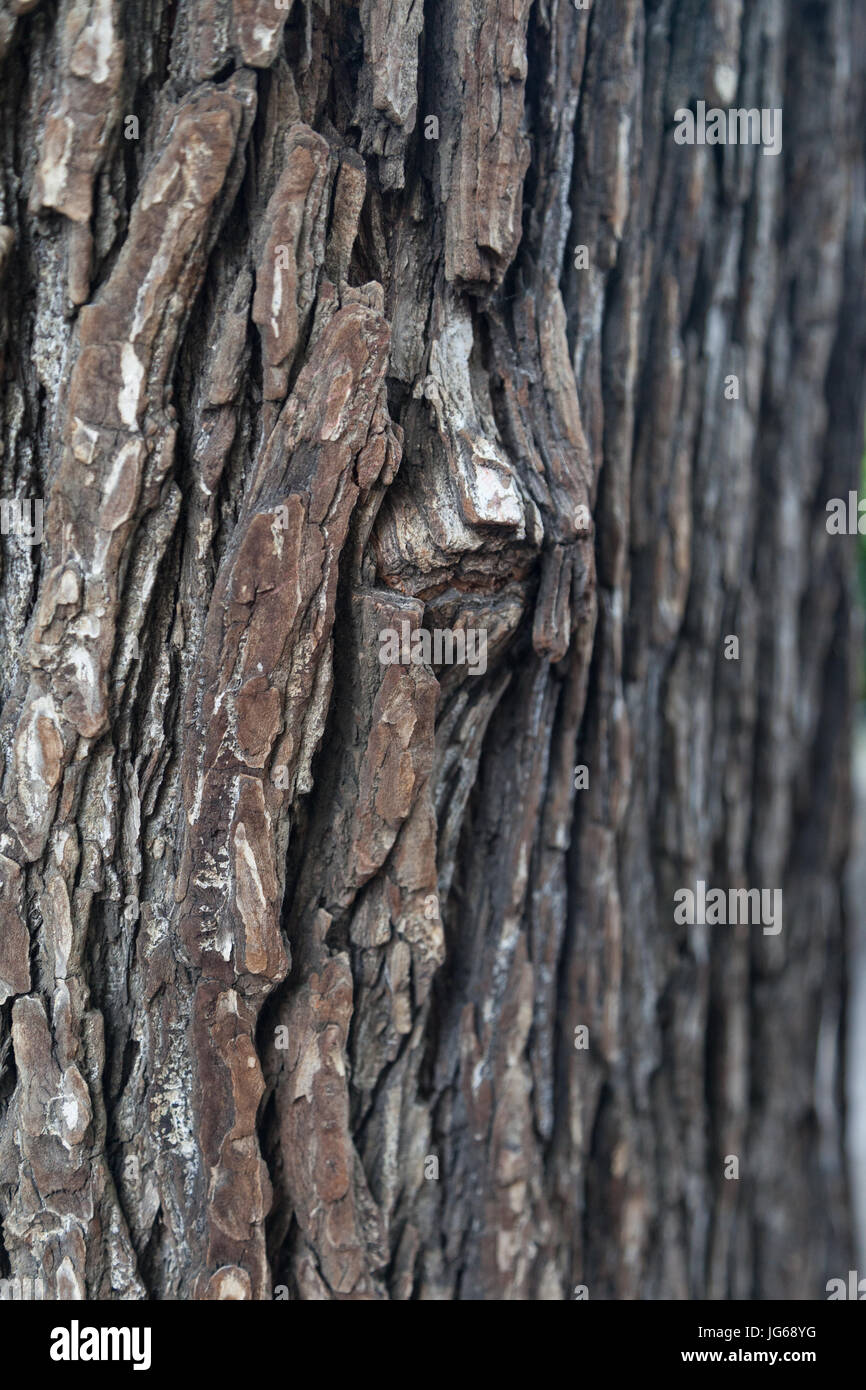 Tough tree hi-res stock photography and images - Alamy