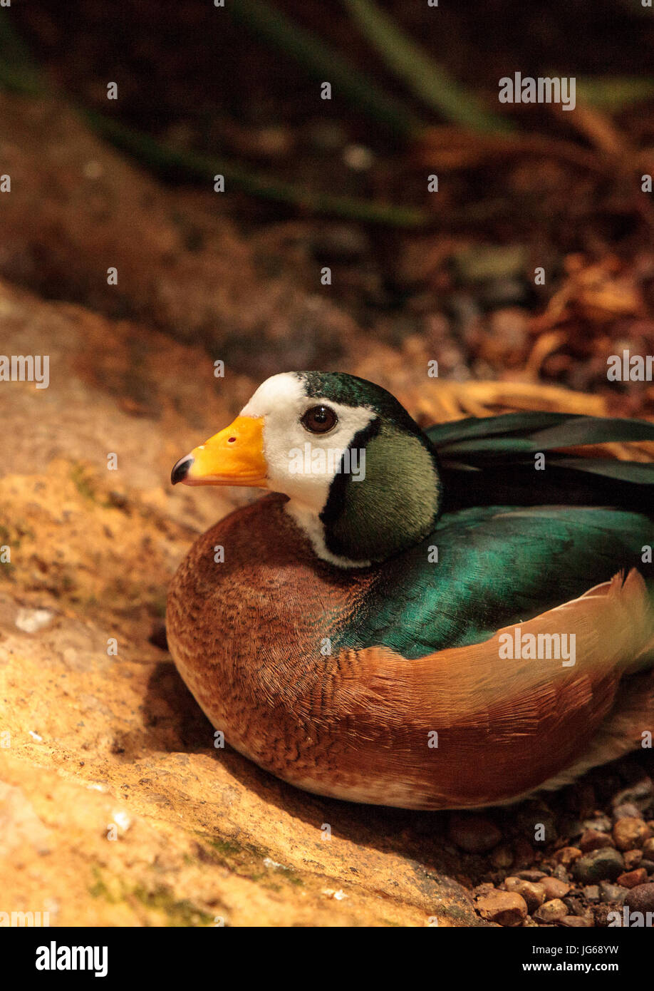 African pygmy goose hi-res stock photography and images - Alamy