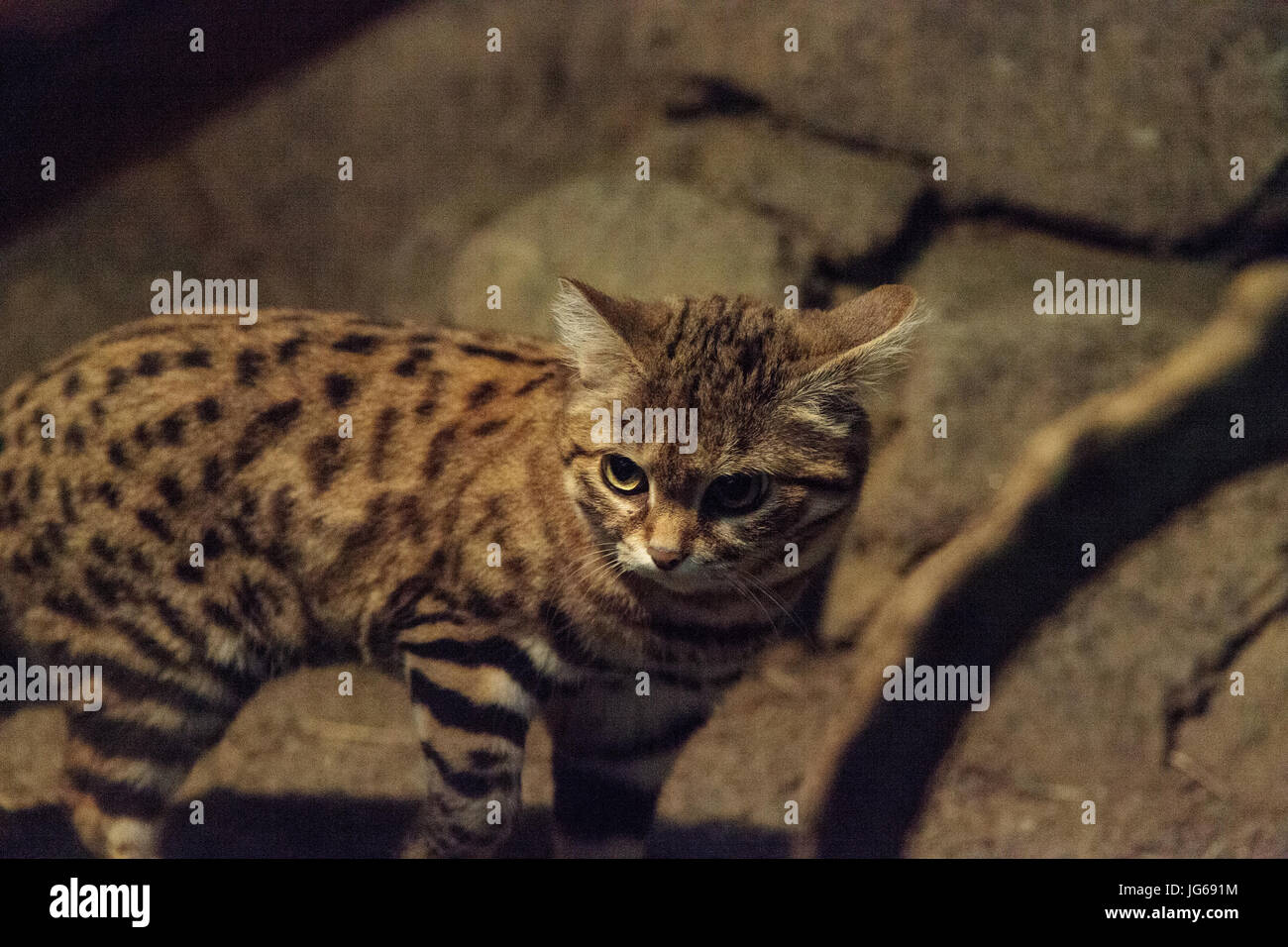 Black-footed cat Felis nigripes is the smallest cat found in Africa ...