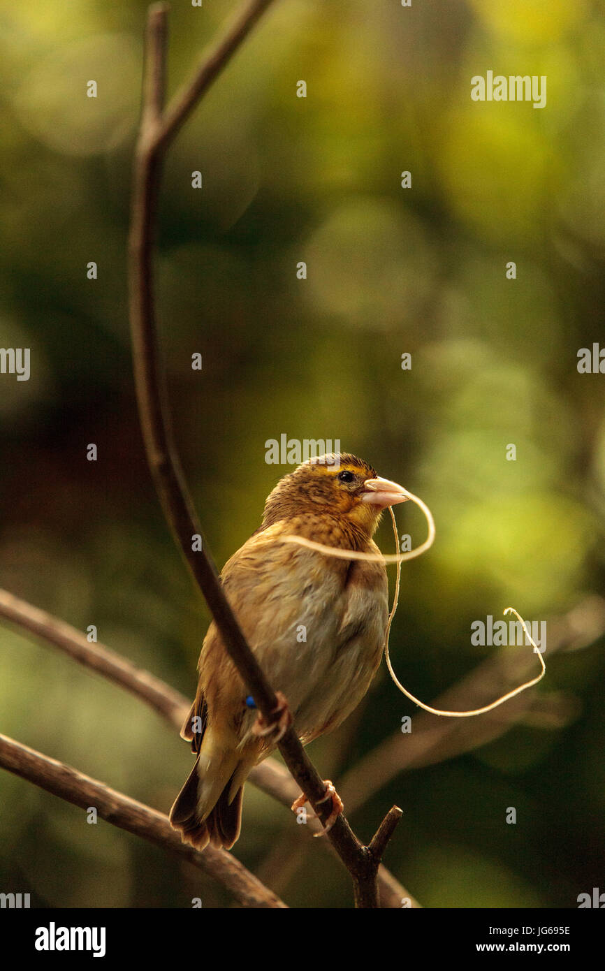 Whydah bird hi-res stock photography and images - Alamy