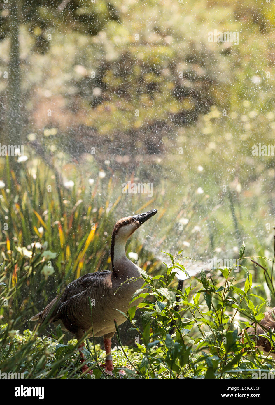 Swan goose called Anser cygnoides under a sprinkler near a pond in ...