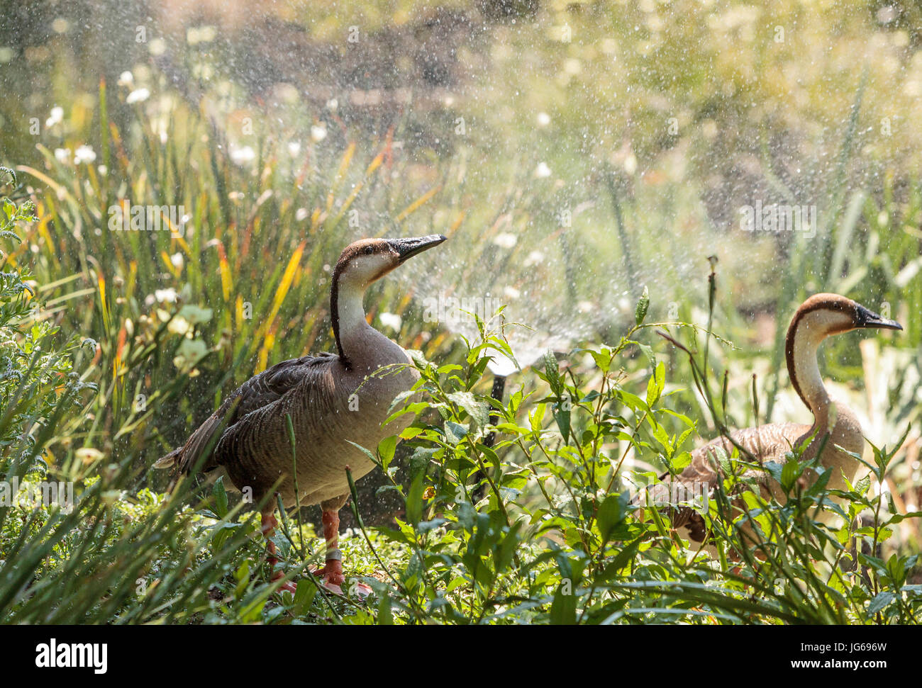 Swan goose called Anser cygnoides under a sprinkler near a pond in ...