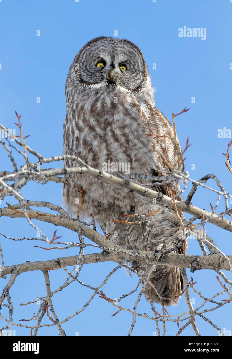 Great grey owl on branch of tree with bright blue sky background in ...