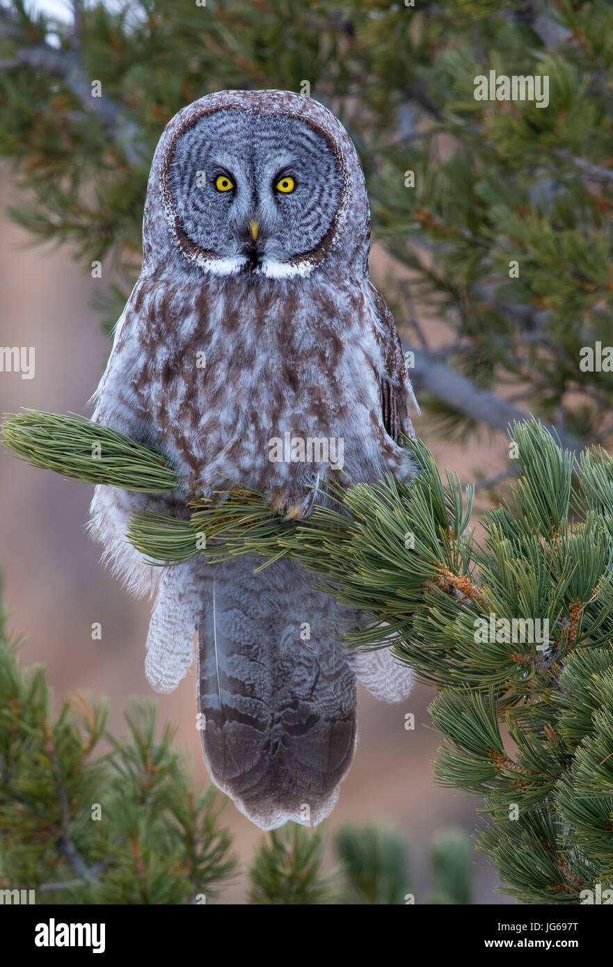 Great Grey Owl in evergreen tree with red rock background Stock Photo ...