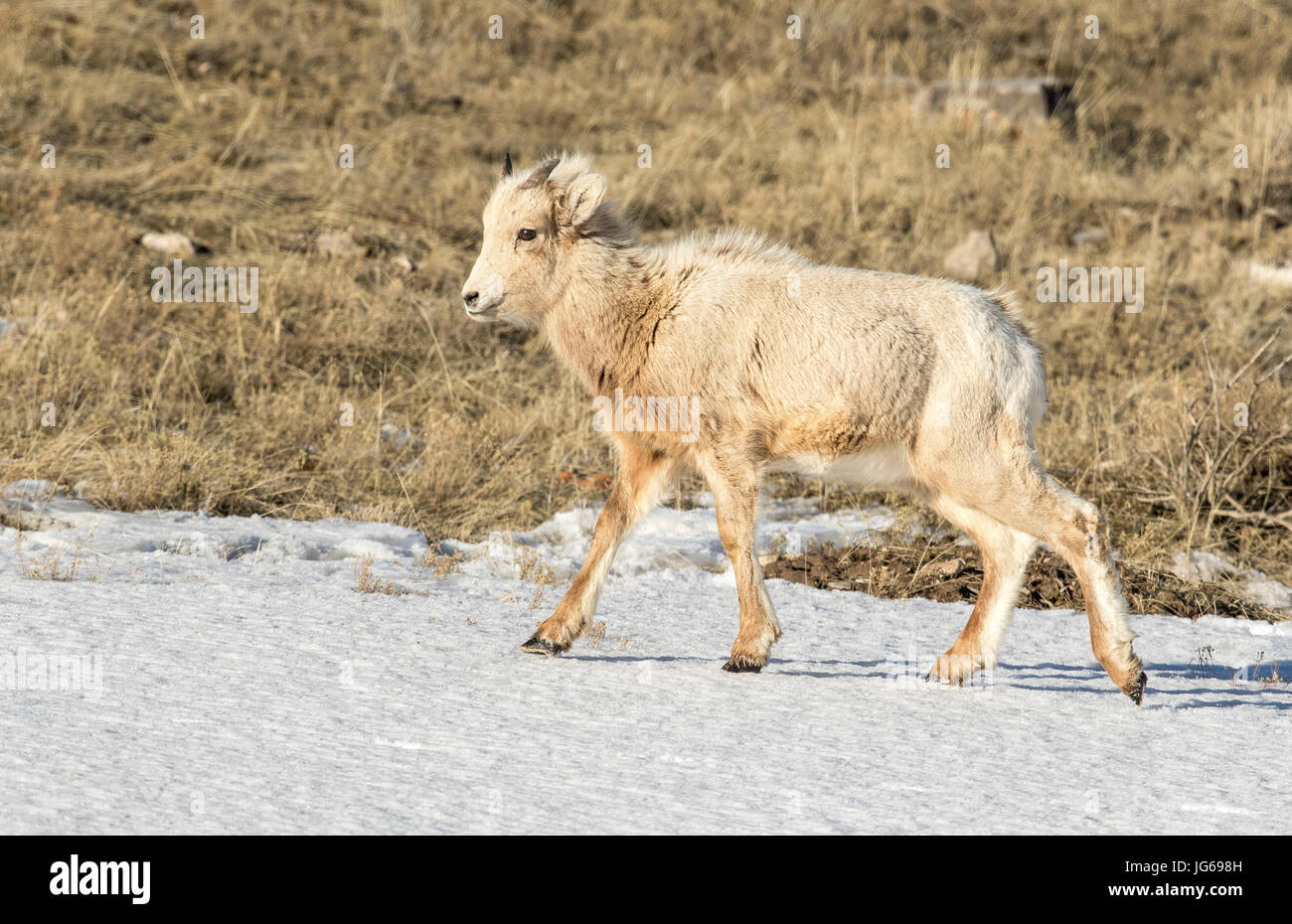 Bighorn sheep lamb walking on snow in refuge Stock Photo - Alamy