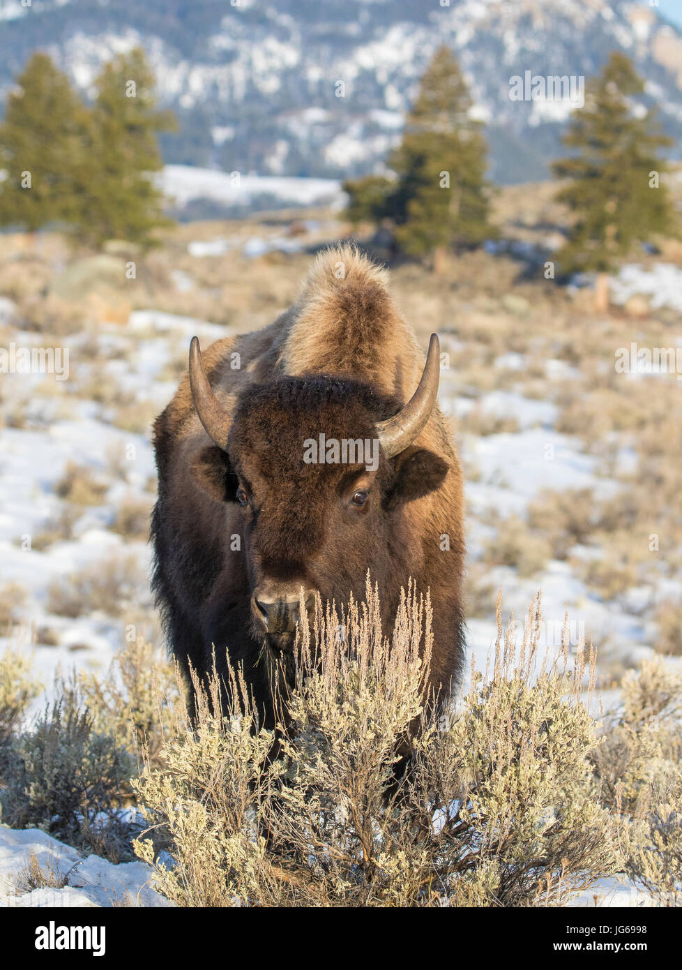 Cow bison behind sagebrush shrub in meadow in winter Stock Photo - Alamy