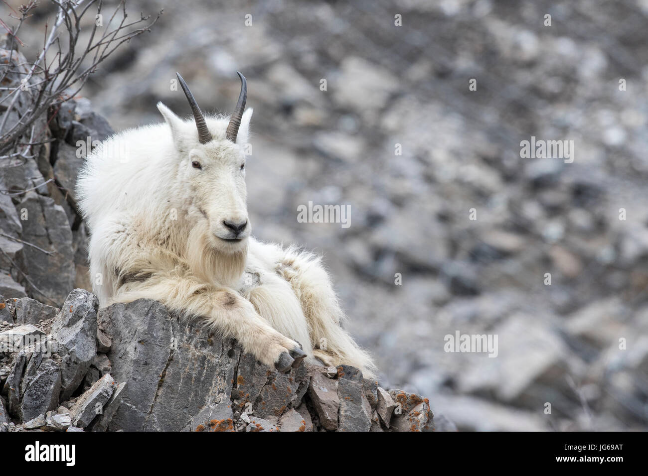 Mountain goat on high rock ledge Stock Photo - Alamy