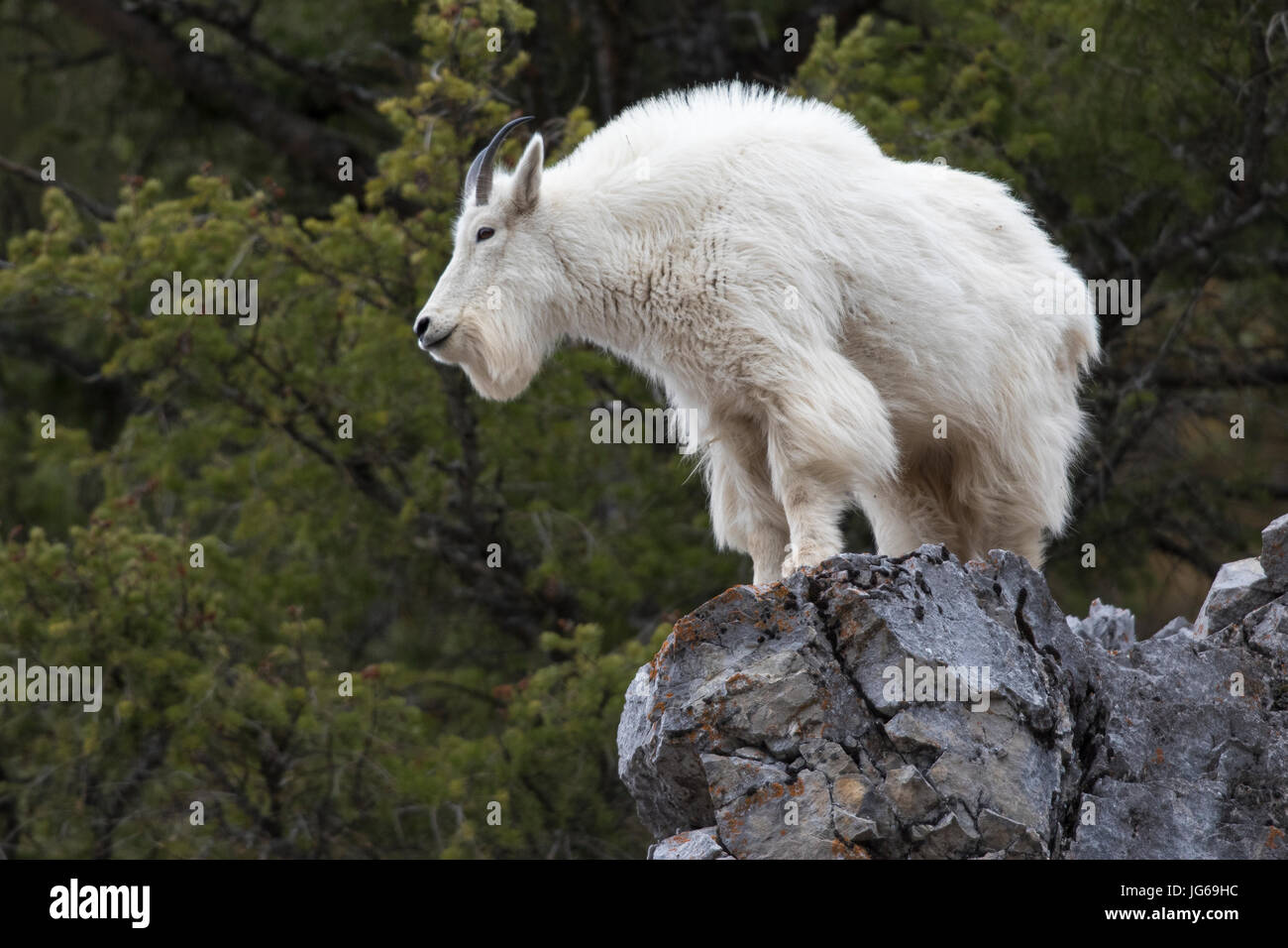 Mountain goat on high rock ledge Stock Photo - Alamy