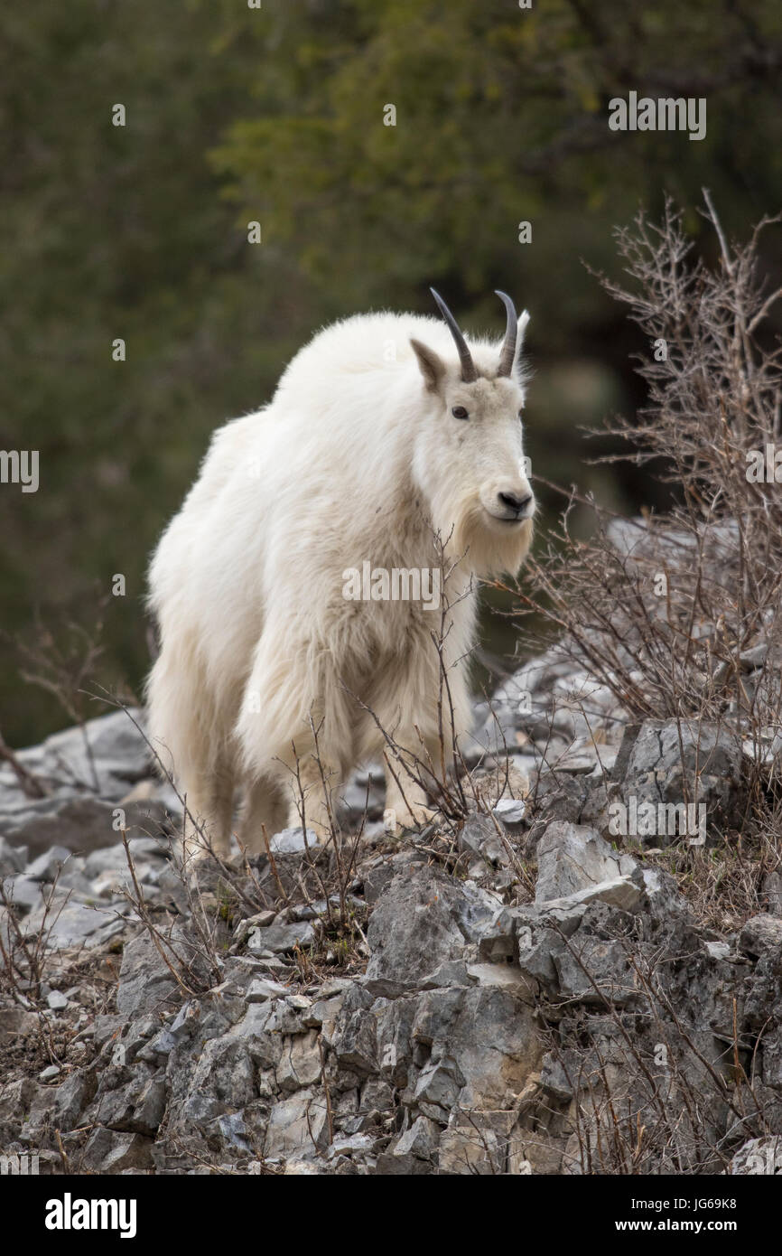 Mountain goat on high rock ledge Stock Photo - Alamy