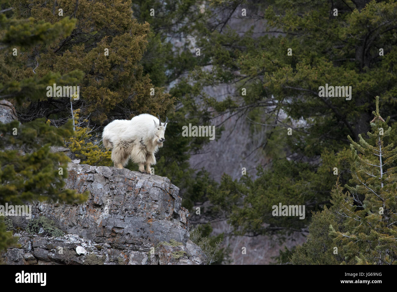 Mountain goat on high rock ledge Stock Photo - Alamy