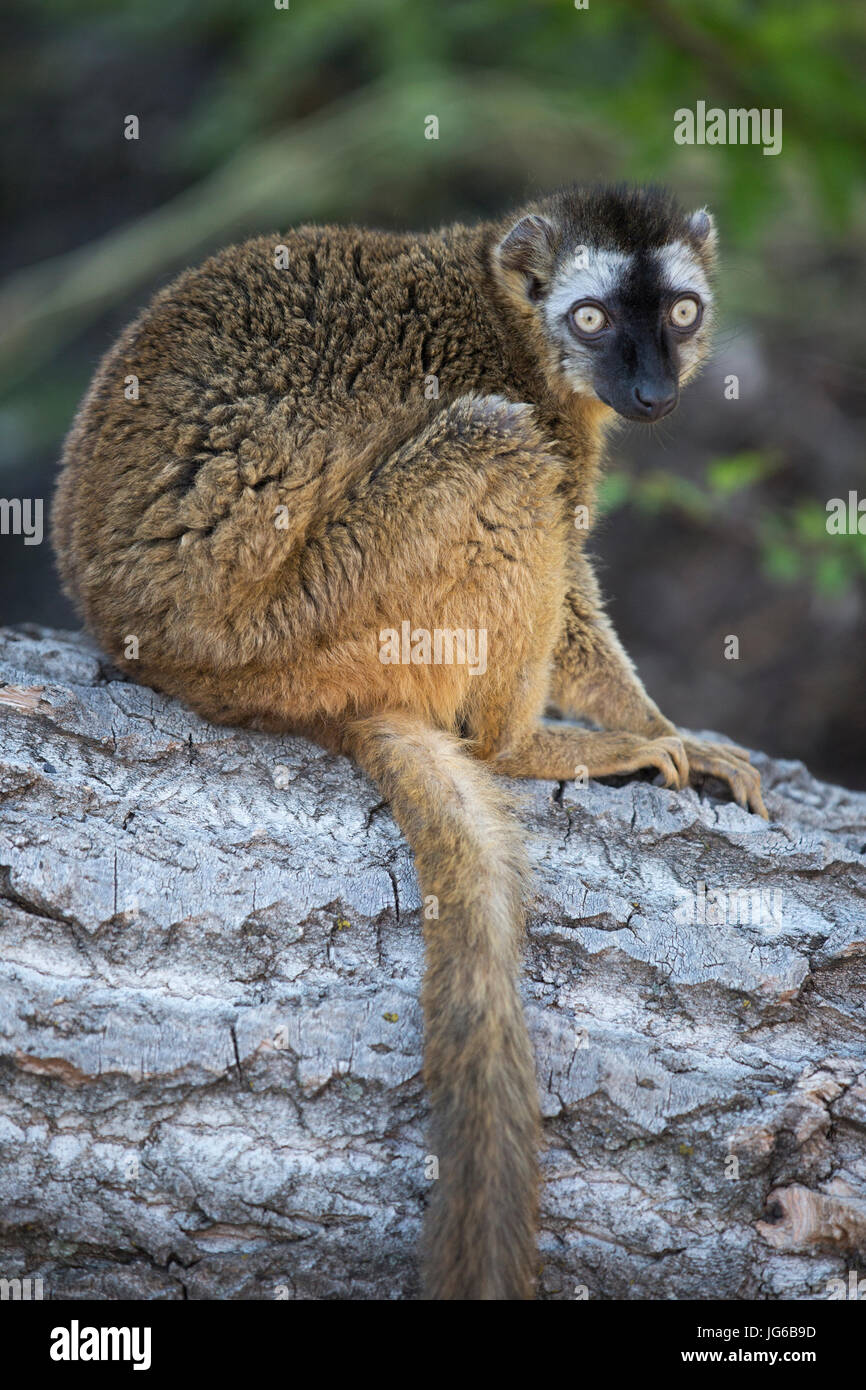 Red fronted lemur hi-res stock photography and images - Alamy