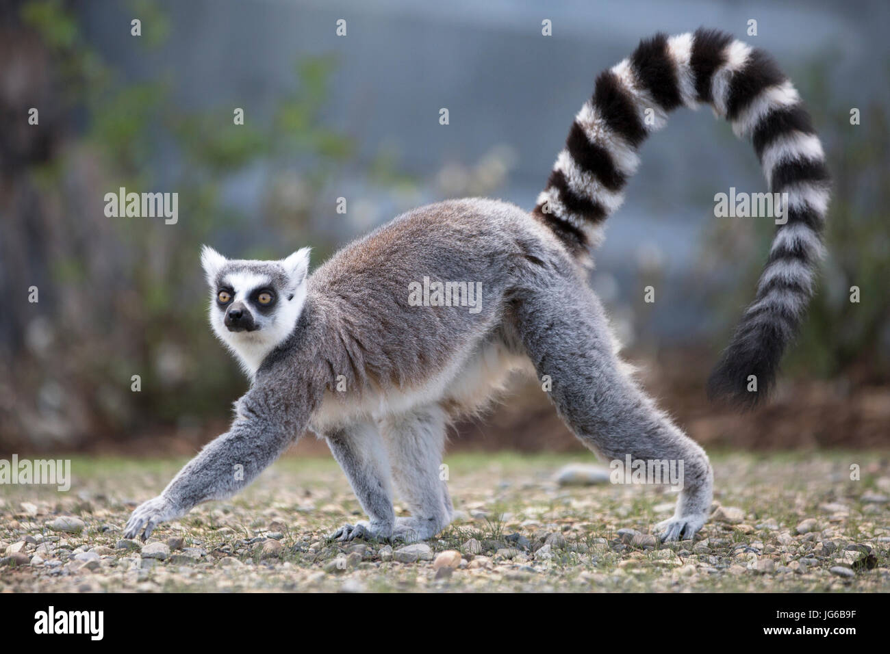 Ring-tailed lemur (Lemur catta) walking Stock Photo - Alamy