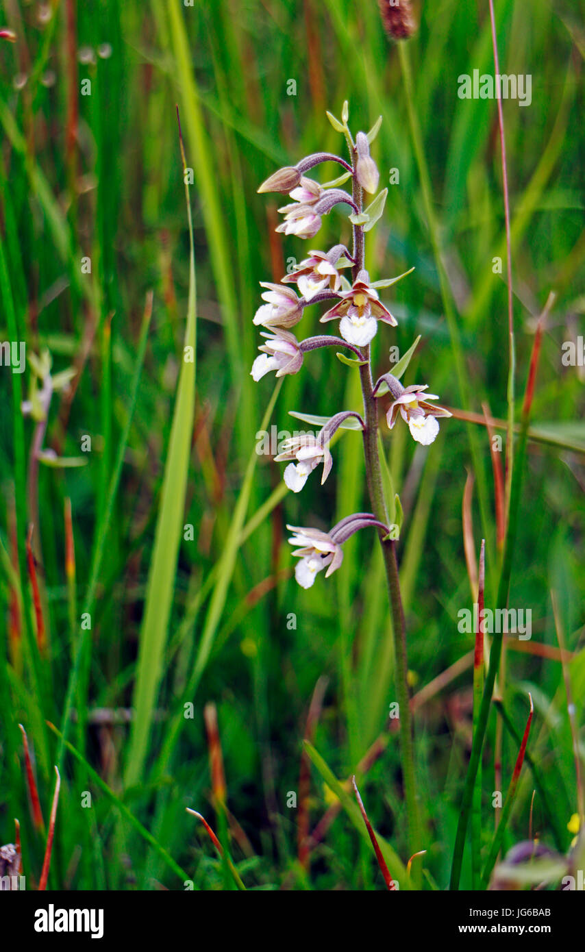 A Marsh Helleborine, Epipactis palustris, on Southrepps Common, Norfolk ...