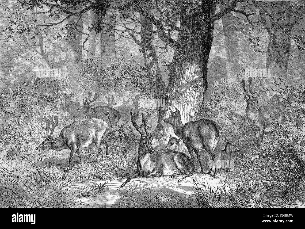 Digital improved:, fallow deer, Dama dama, Fallow deer at Avon Valley ...