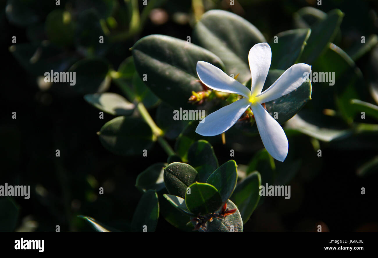 Puting bulaklak hi-res stock photography and images - Alamy