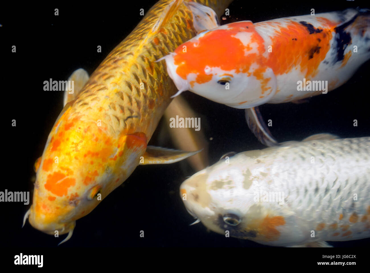 Coi carp at Sunderland Museum and Winter Gardens Stock Photo - Alamy