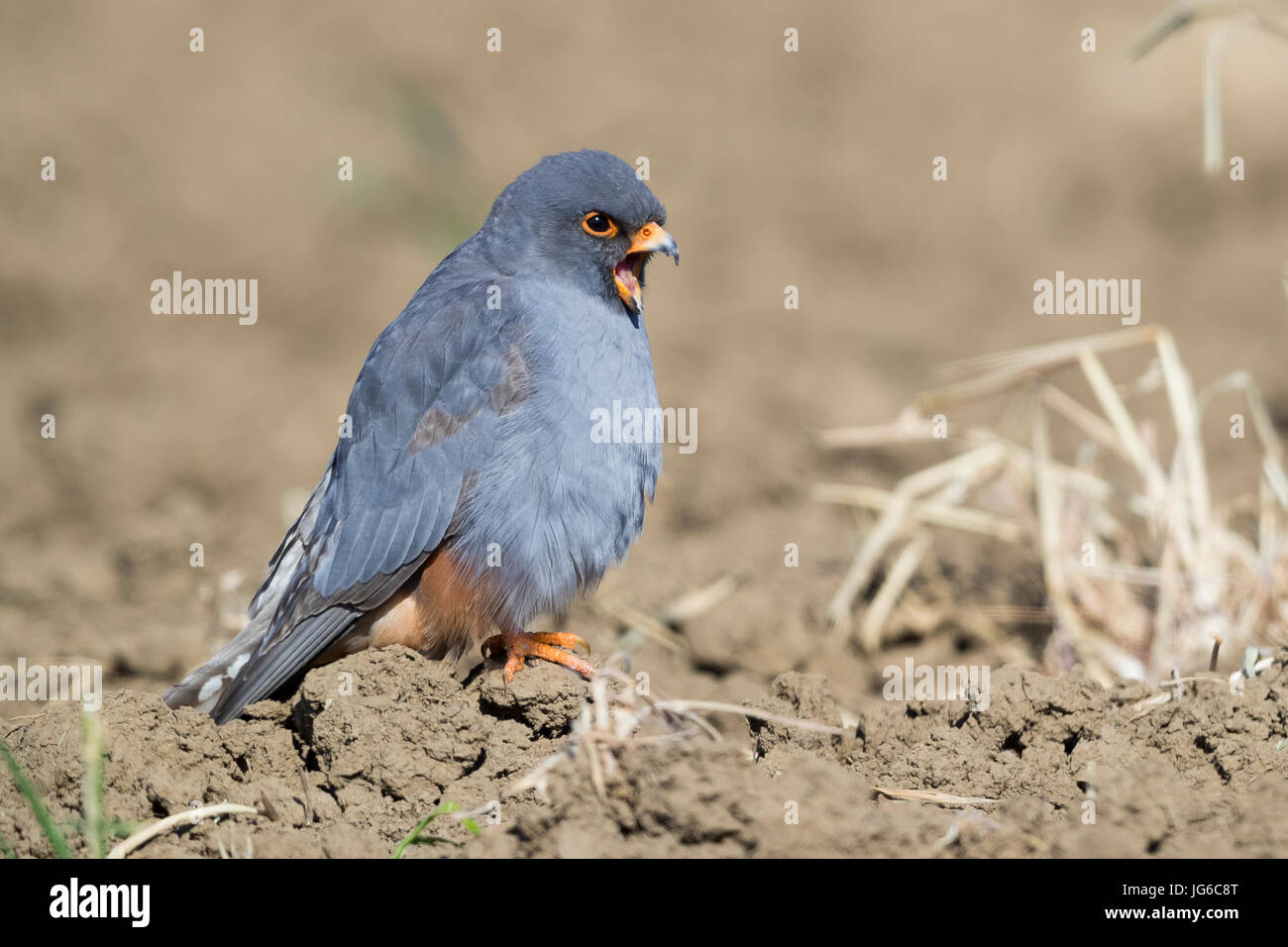 Red-footed Falcon (Falco vespertinus), adult male opening its mouth ...