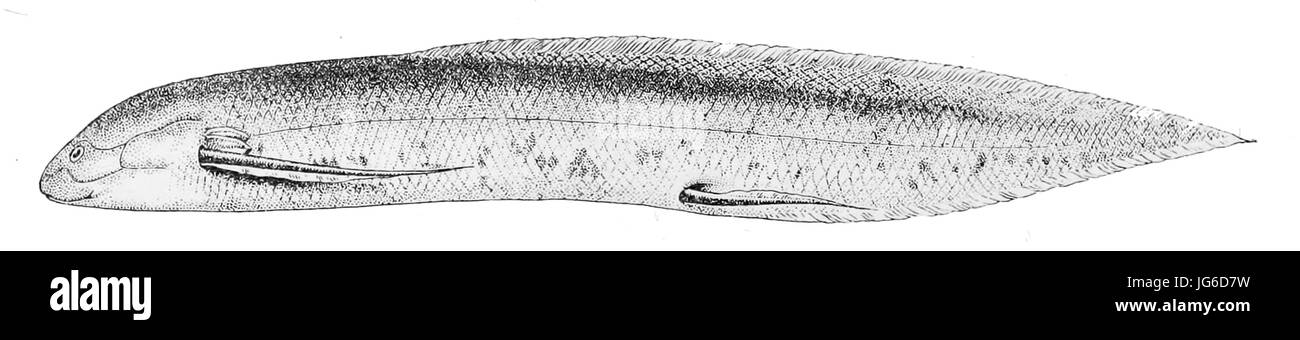 Protopterus hi-res stock photography and images - Alamy