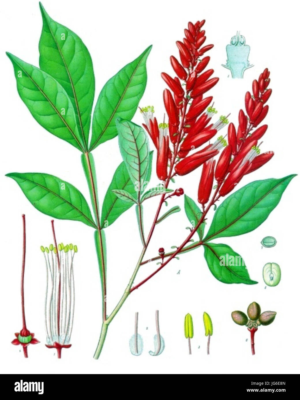 Quassia hi-res stock photography and images - Alamy