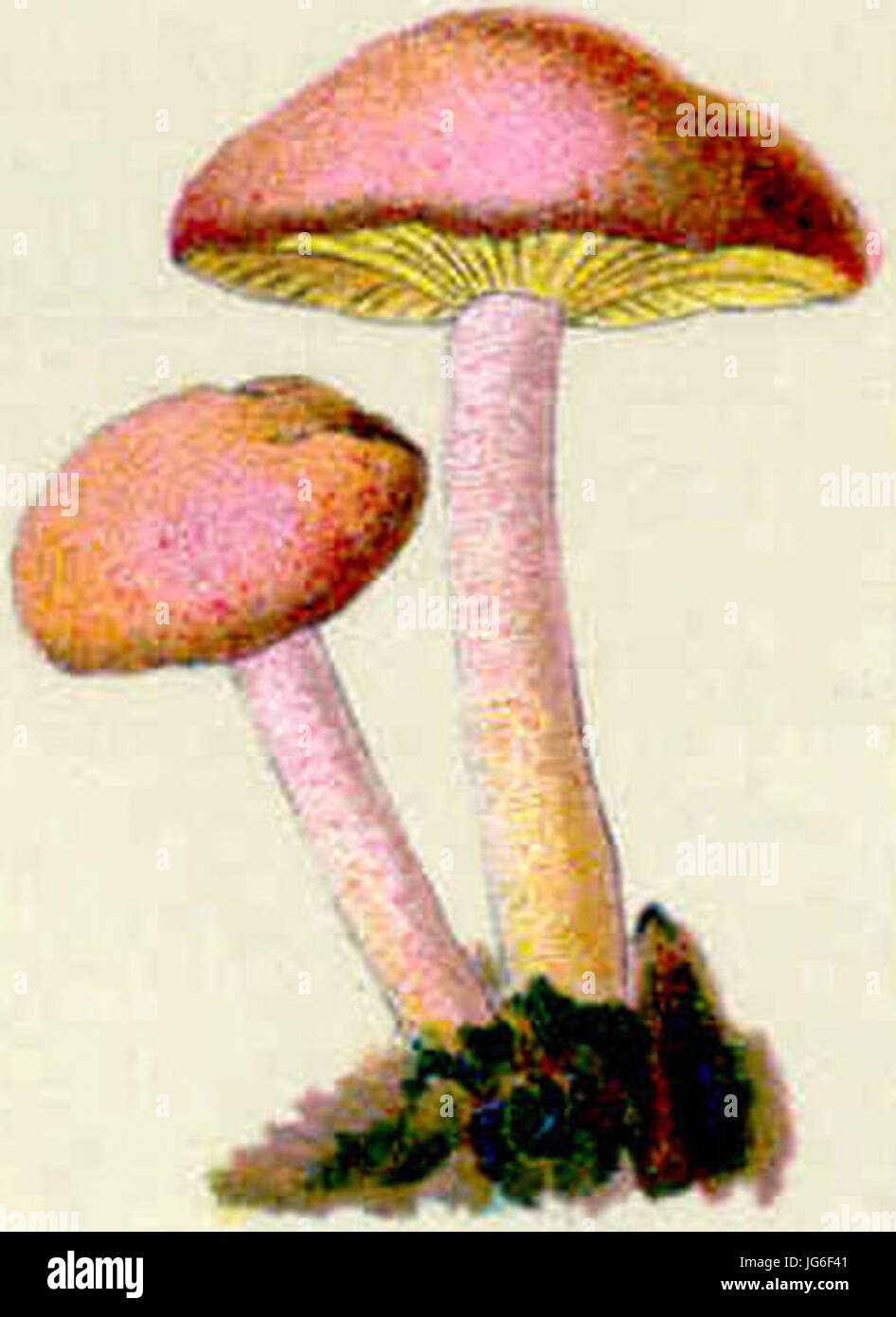 Ritterling hi-res stock photography and images - Alamy