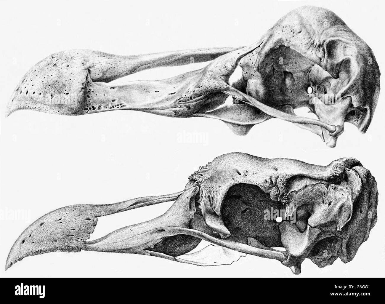 Raphinae hi-res stock photography and images - Alamy