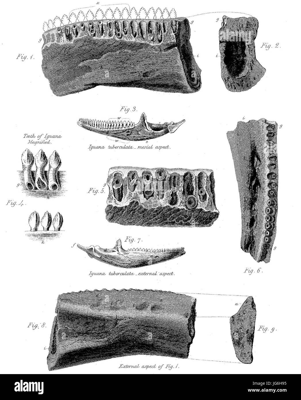 Naming the bones Black and White Stock Photos & Images - Alamy