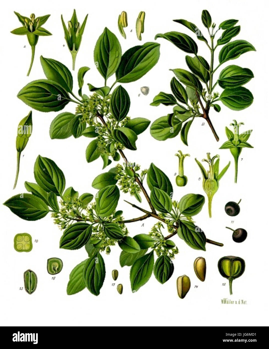 Rhamnus cathartica - Köhler-s Medizinal-Pflanzen-255 Stock Photo - Alamy