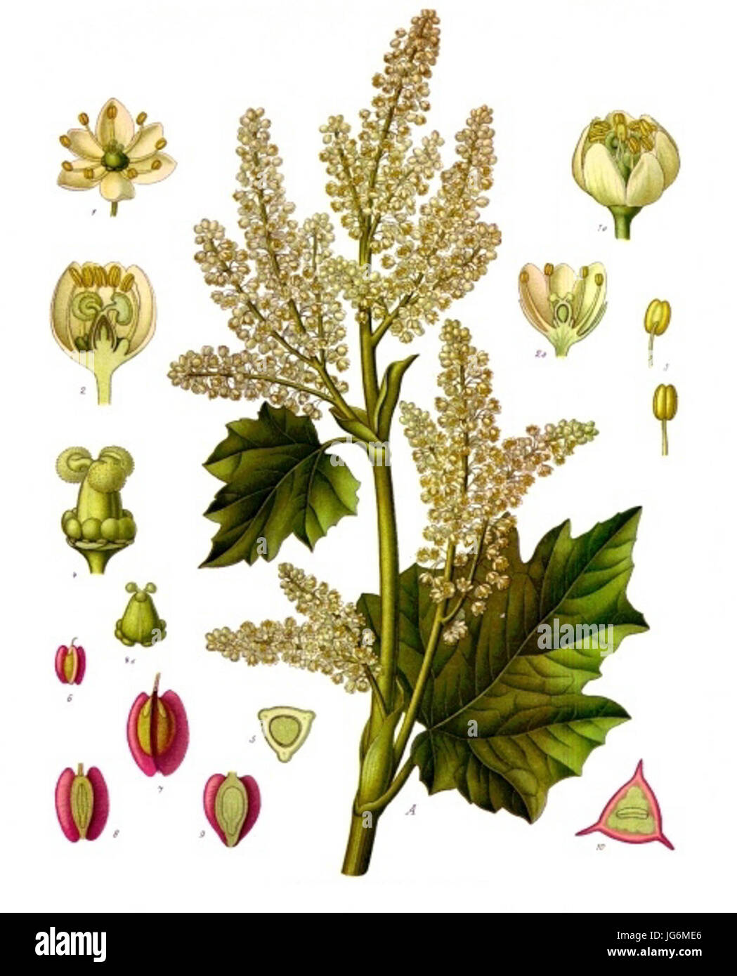 Rheum officinale hi-res stock photography and images - Alamy