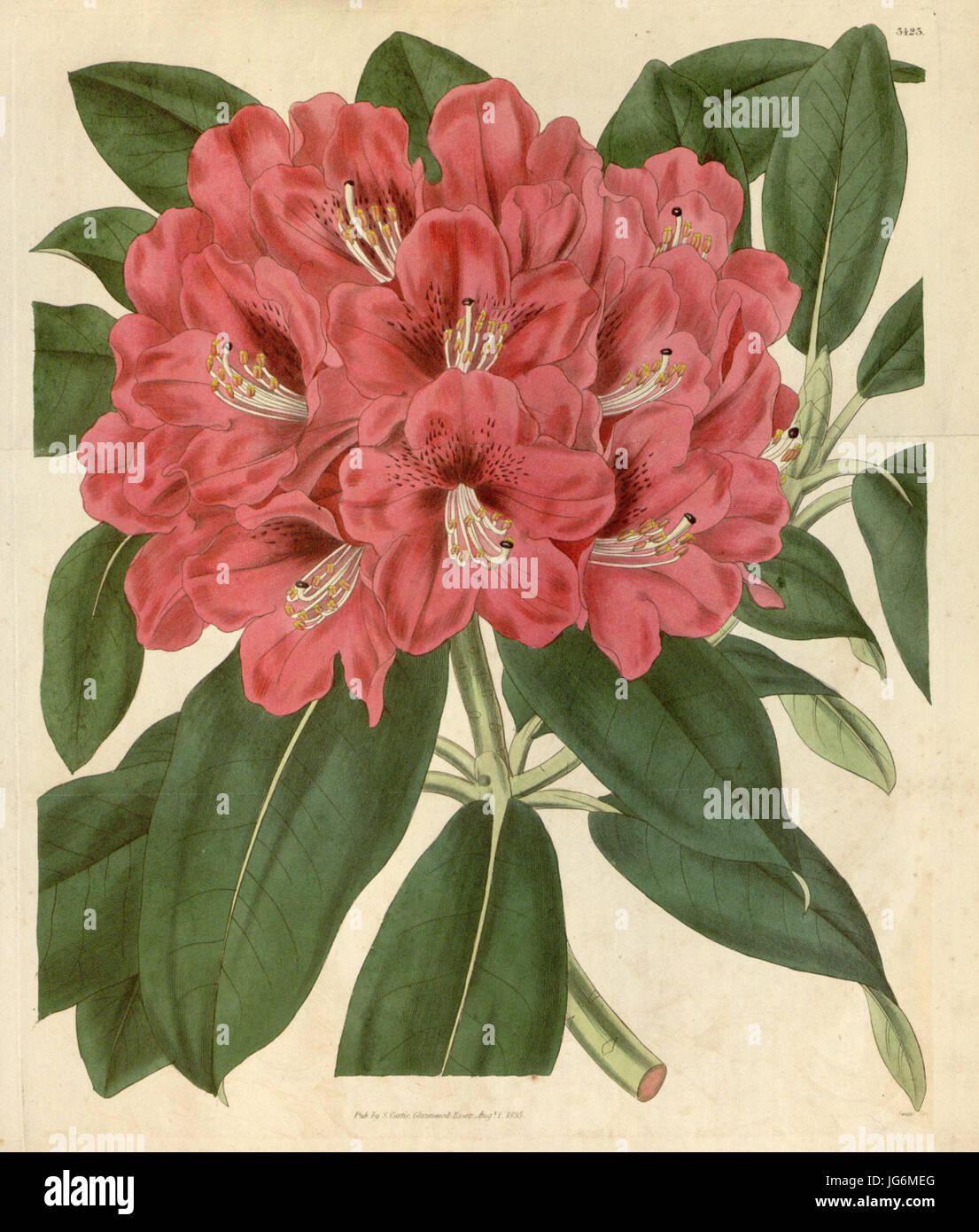 Rhododendron identification hi-res stock photography and images - Alamy