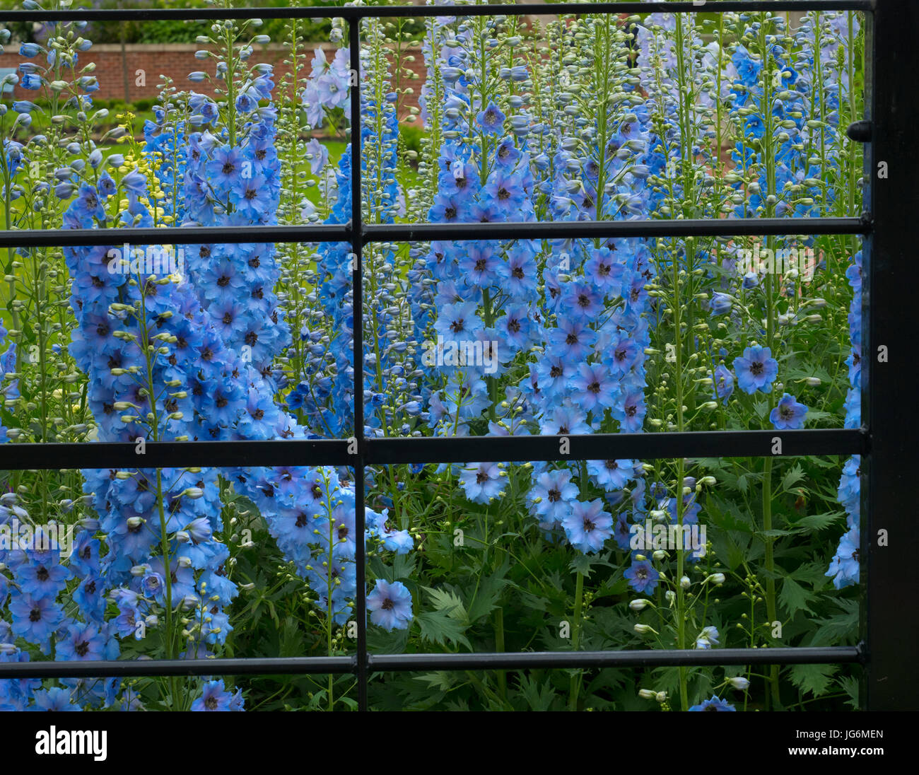 Delphiniums herbaceous border hi-res stock photography and images - Alamy