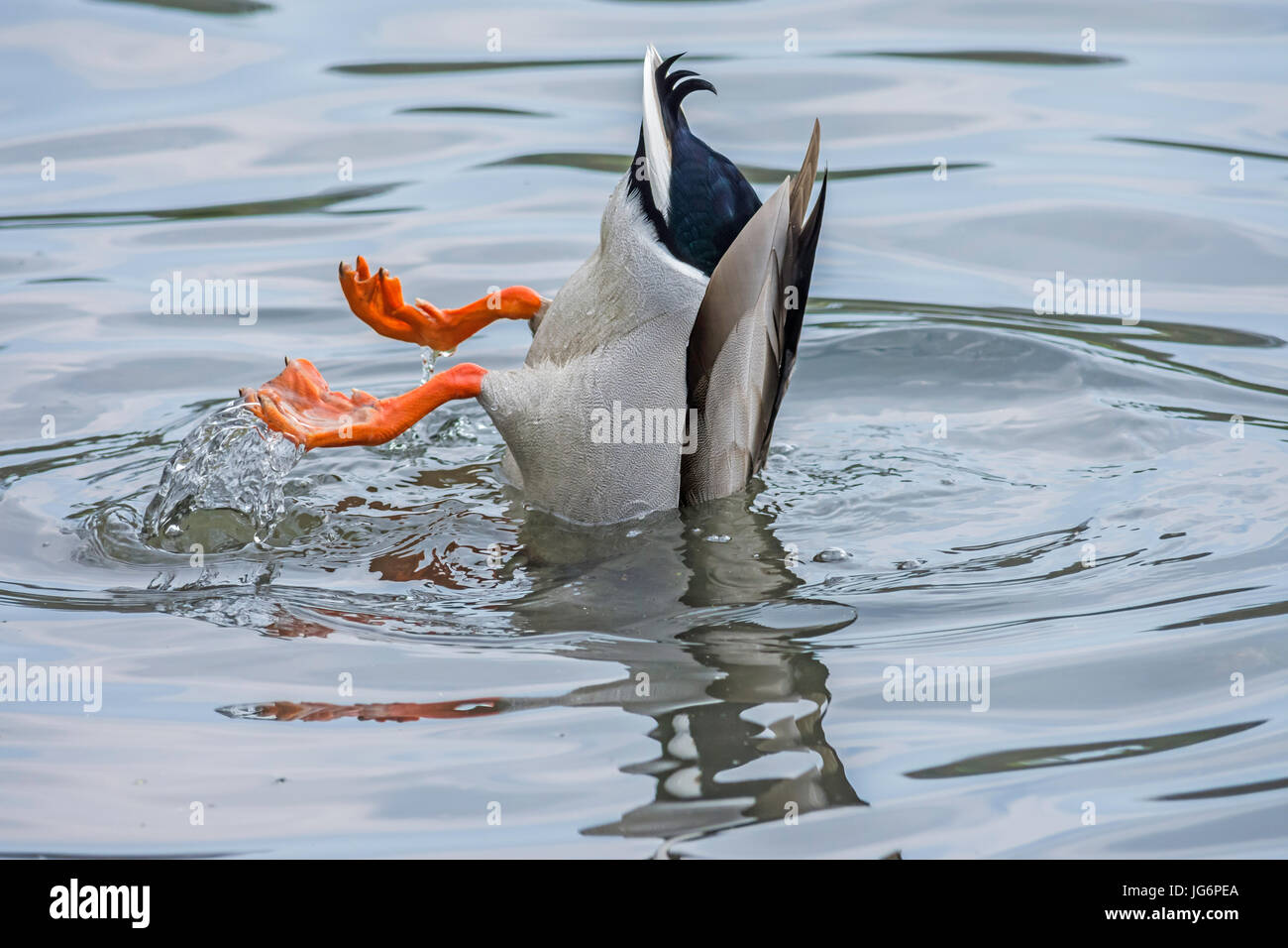 Mallard duck beak open hi-res stock photography and images - Alamy