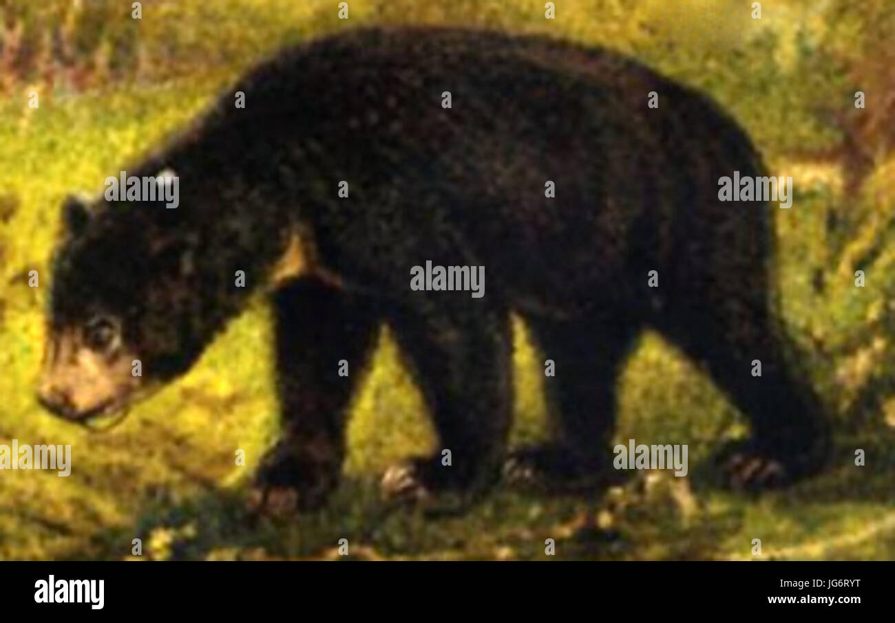 Malaienbar hi-res stock photography and images - Alamy