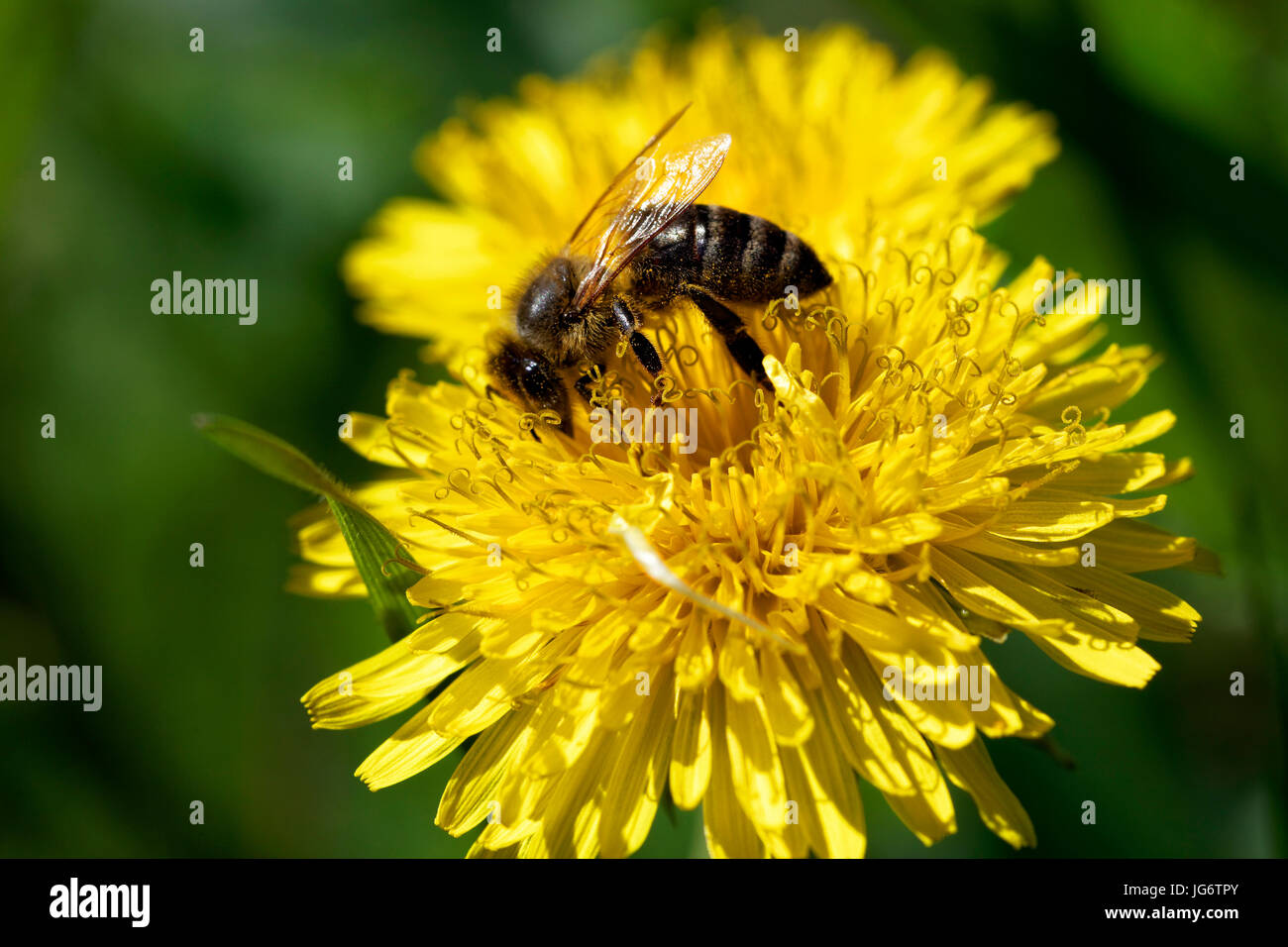 Frog fight on the wetland Stock Photo - Alamy