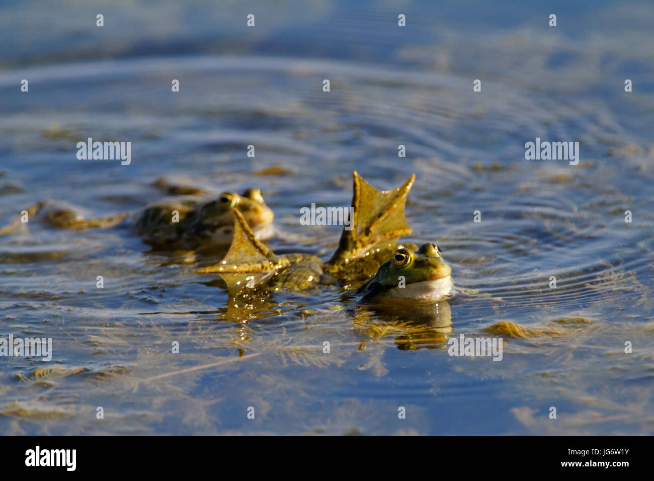 Green frog fight on the wetland Stock Photo - Alamy