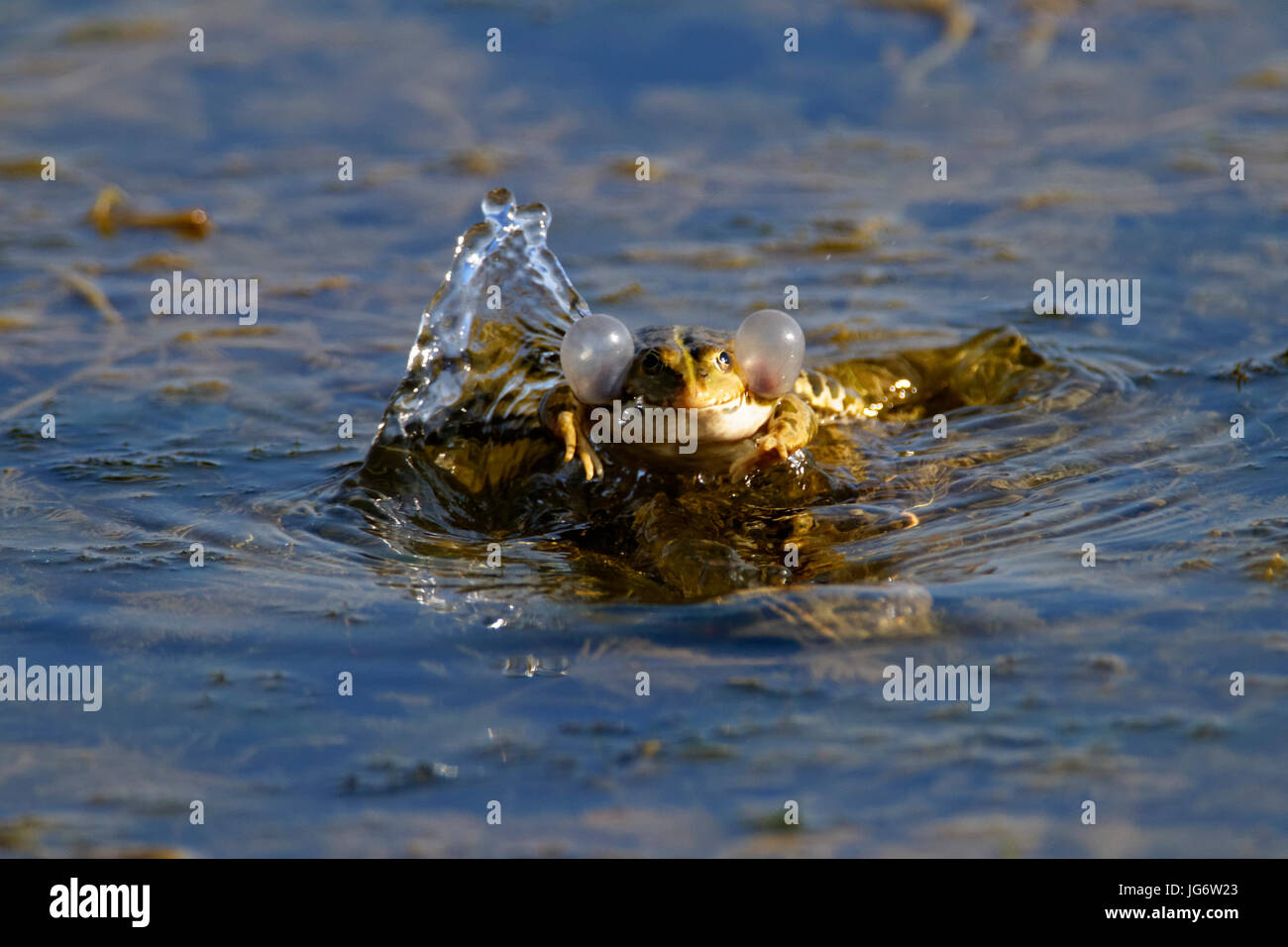 Green frog fight on the wetland Stock Photo - Alamy