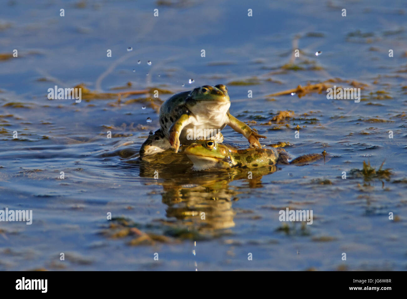 Green frog fight on the wetland Stock Photo - Alamy