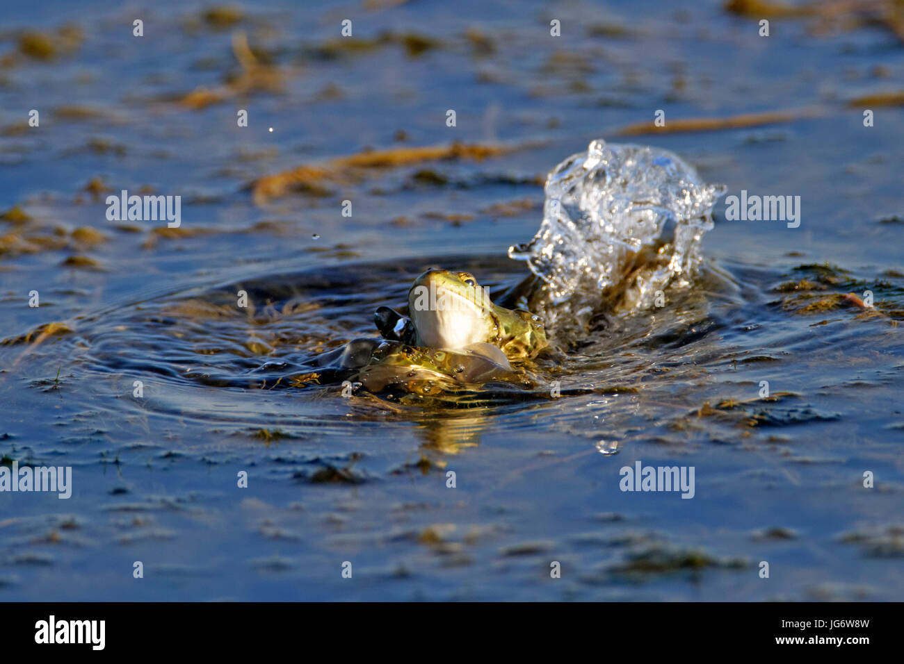Green frog fight on the wetland Stock Photo - Alamy