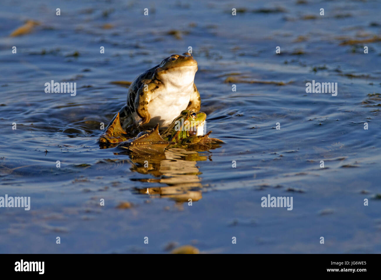 Green frog fight on the wetland Stock Photo - Alamy