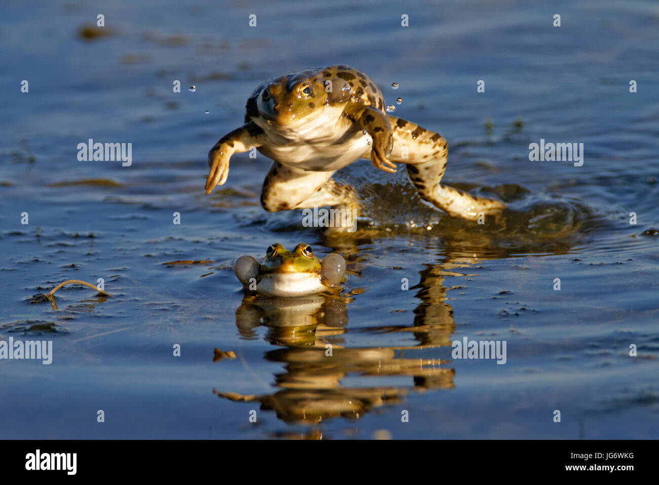 Green frog fight on the wetland Stock Photo - Alamy