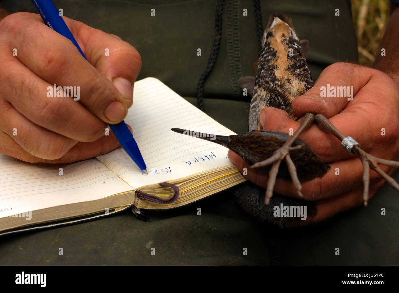 Bird ringing in Crna Mlaka Stock Photo - Alamy