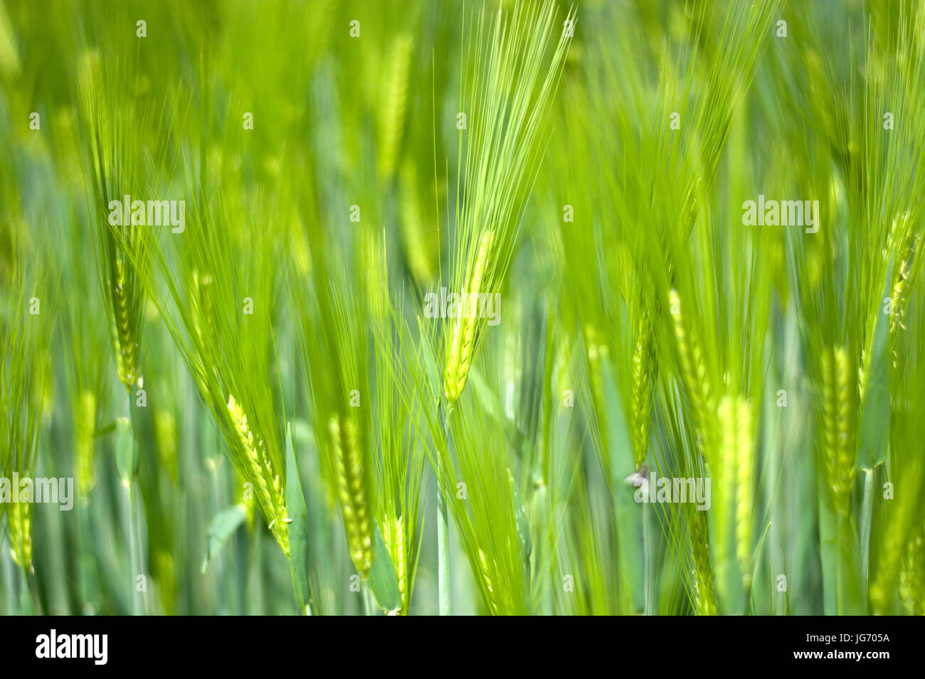 ear of wheat in spring Stock Photo - Alamy