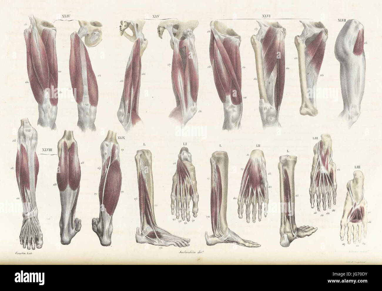 Musculi hi-res stock photography and images - Alamy