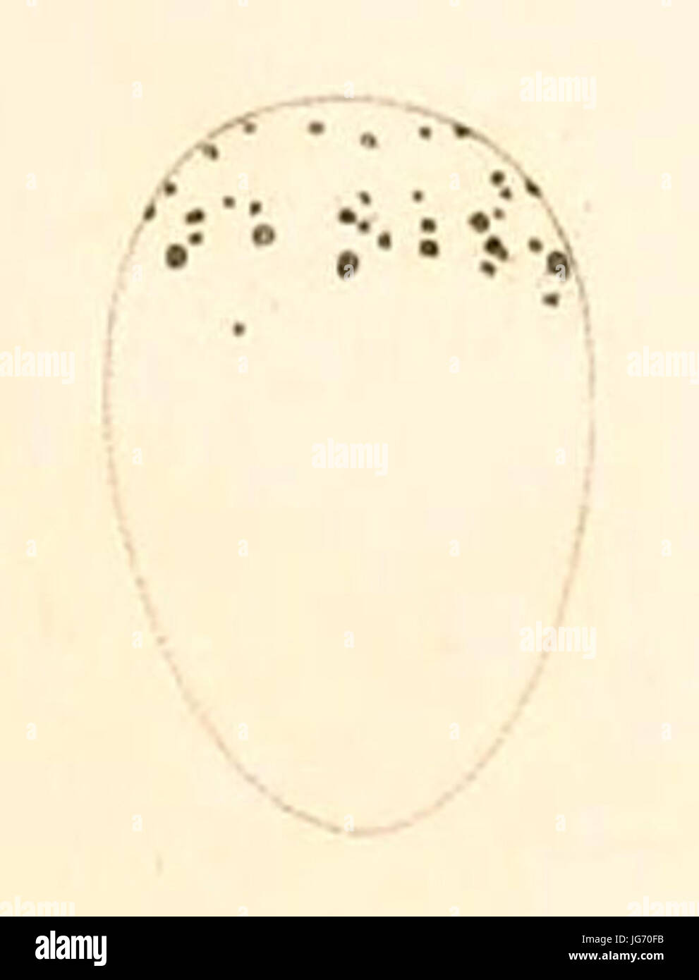 Satrapa hi-res stock photography and images - Alamy