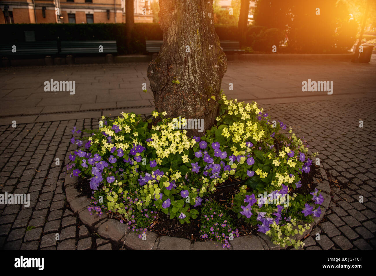 Family tree with frames hi-res stock photography and images - Alamy